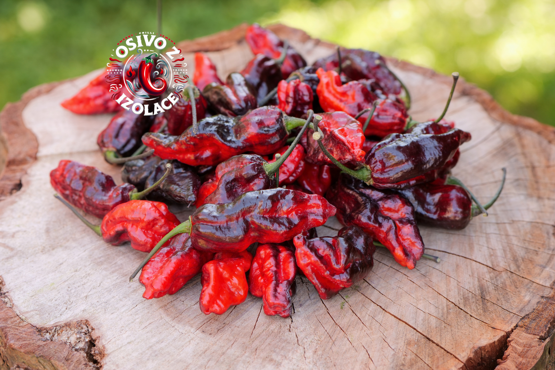 Naga Tiger - ISO | Chilli semena | Chilli semena | Chilli semínka ...